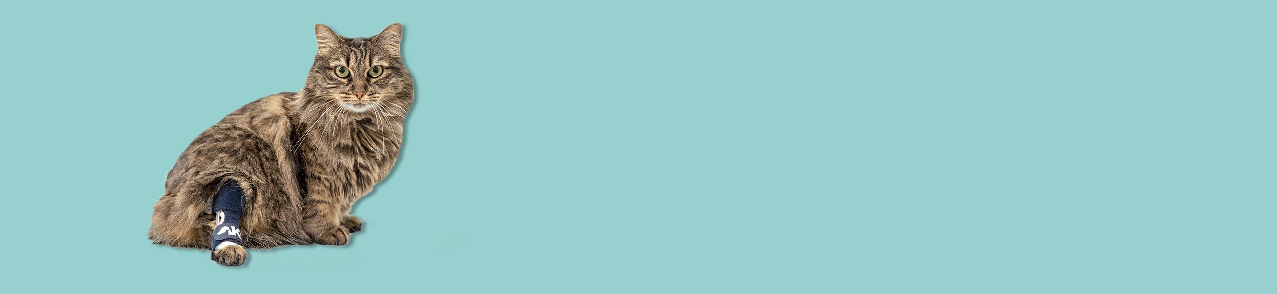 Feline Leg Braces – Balto® Canada