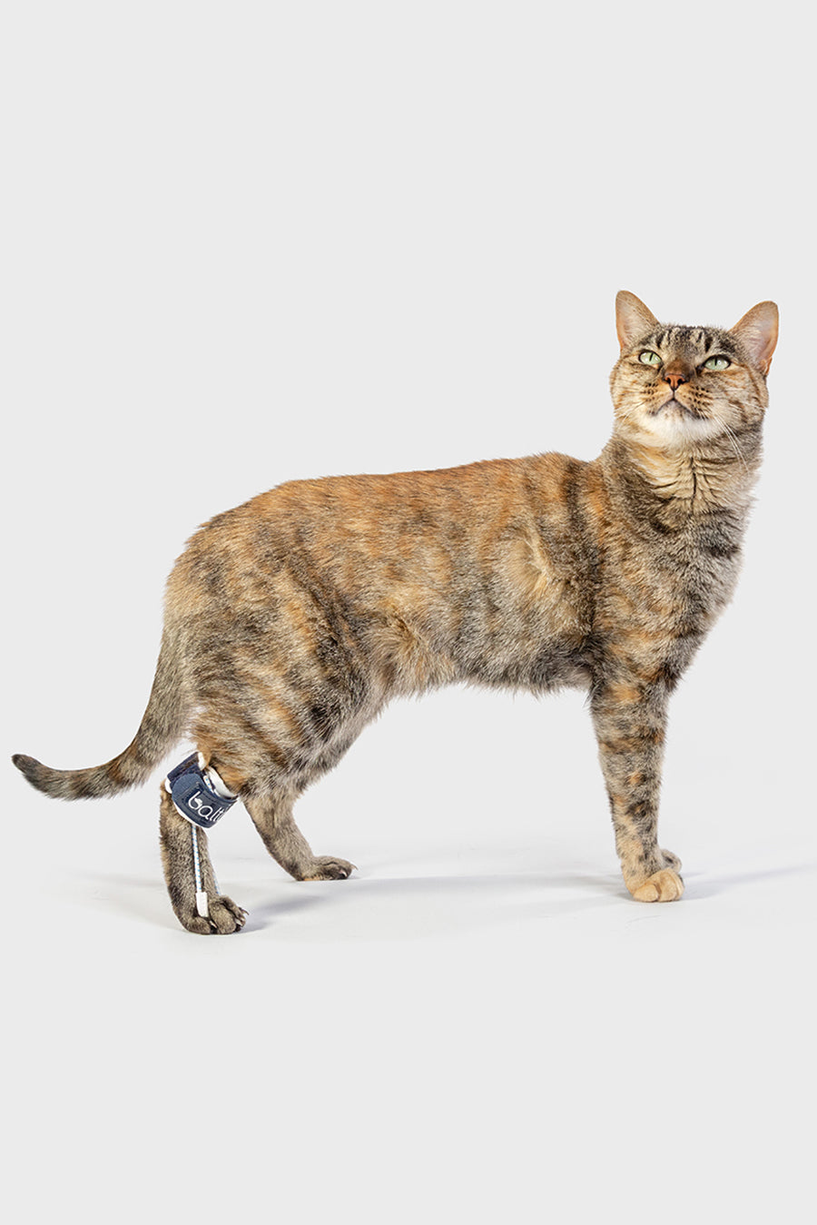 Balto® Pull Cat – Carpal Hyperflexion – Balto® Canada