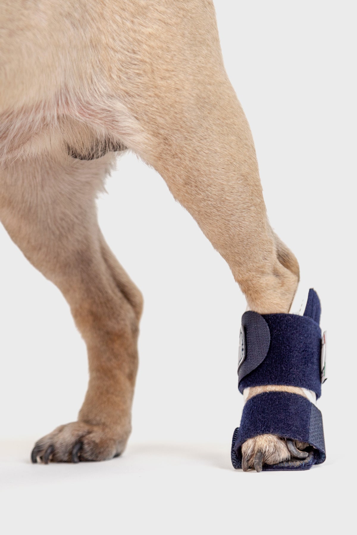 Canine Carpal / Metatarsal Joint Splint – Balto® Canada