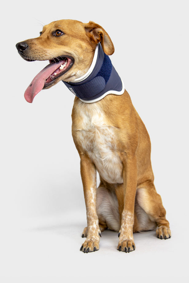 Canine Rigid Neck Brace – Balto® Canada
